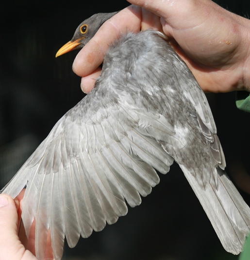 Mutation des grives - Mutation des merles - Grives.net