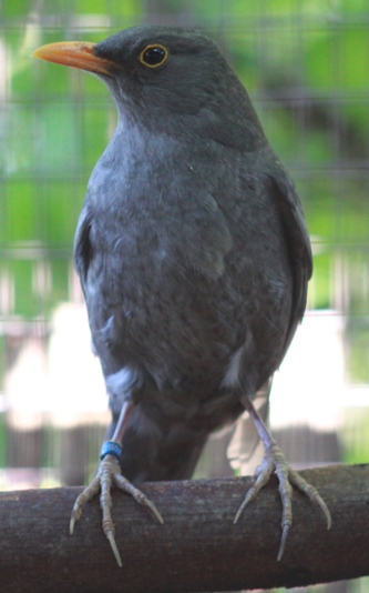 Mutation des grives - Mutation des merles - Grives.net